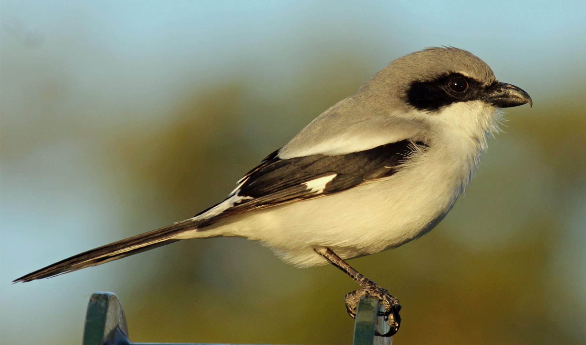 Lanius - Typical shrikes: facts, distribution & population | BioDB